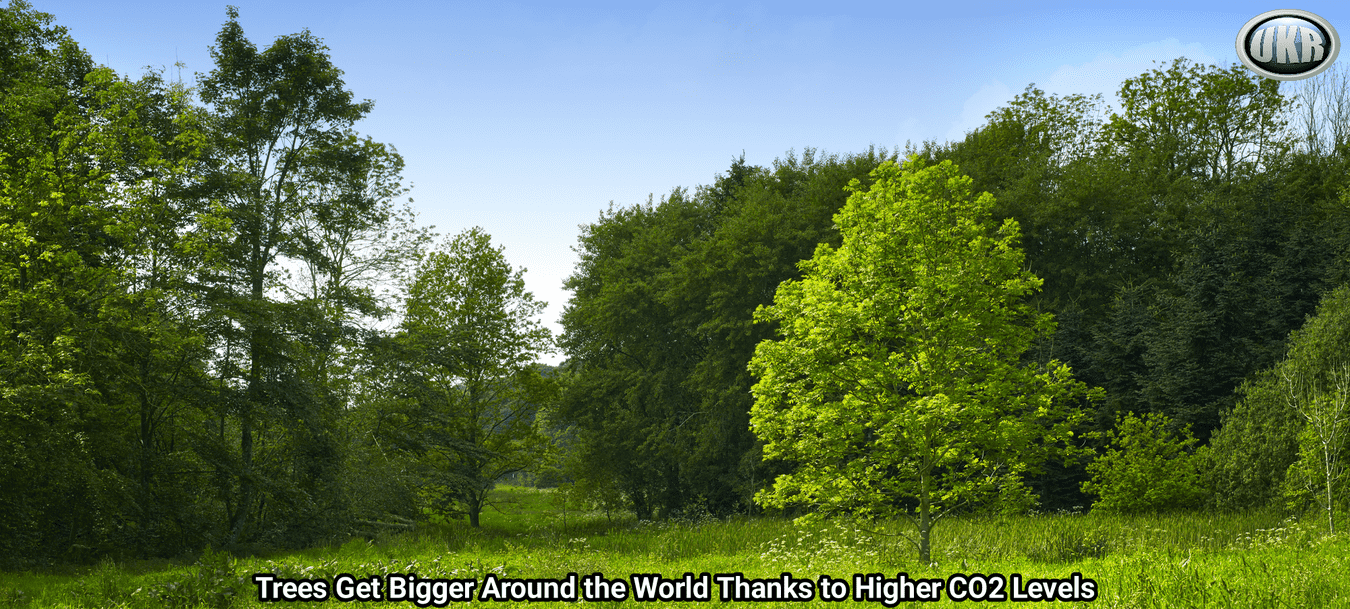 Trees Get Bigger Around the World Thanks to Higher CO2 Levels | UK Reloaded