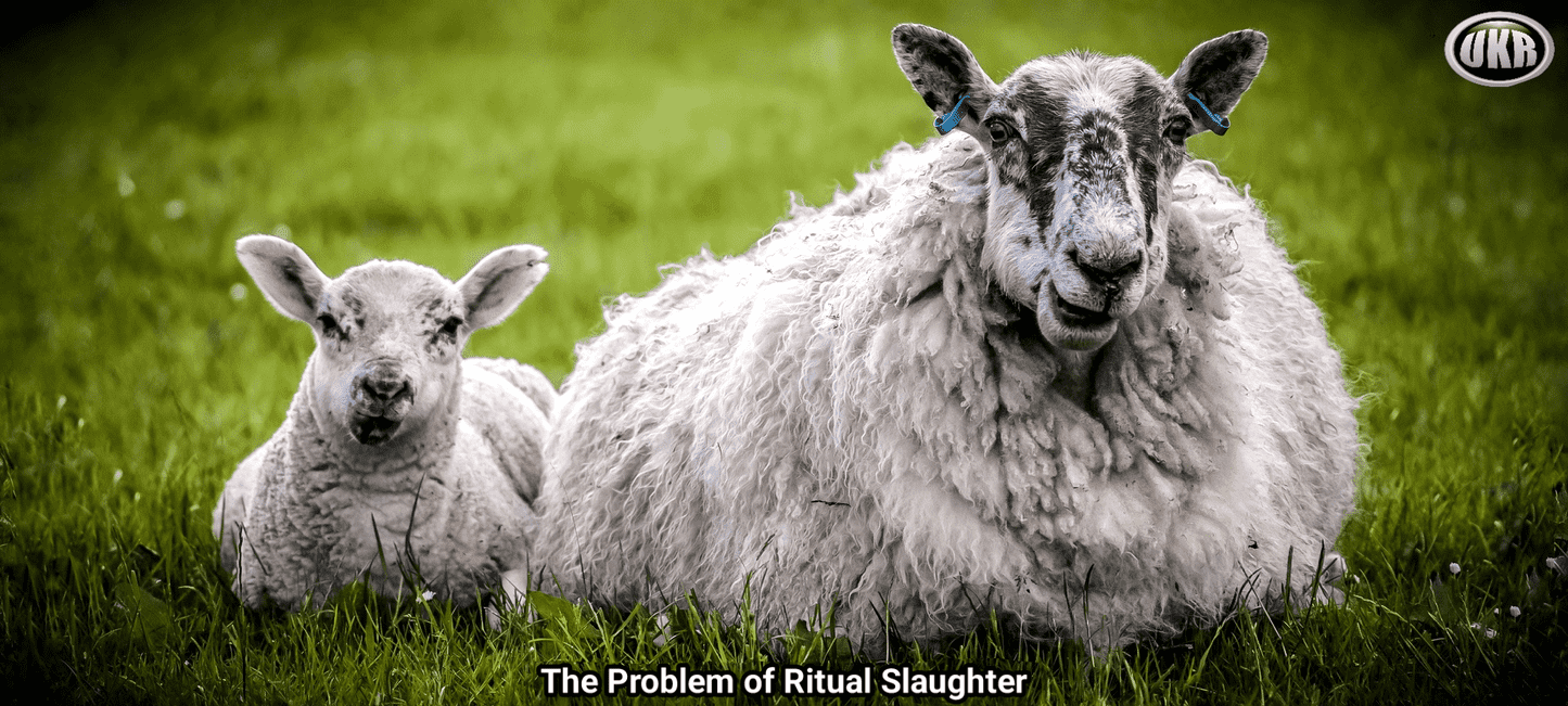 The Problem of Ritual Slaughter | UK Reloaded