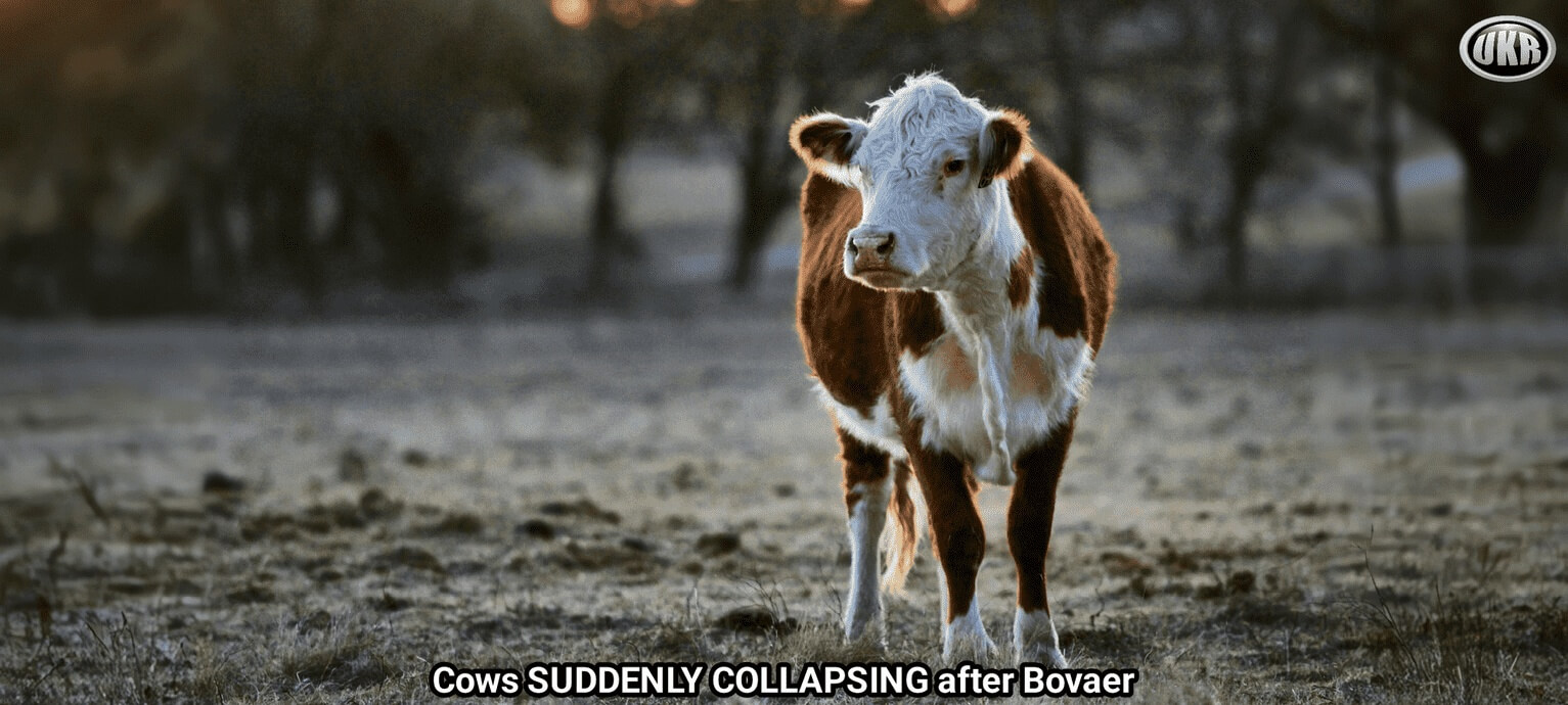 Cows SUDDENLY COLLAPSING after Bovaer | UK Reloaded